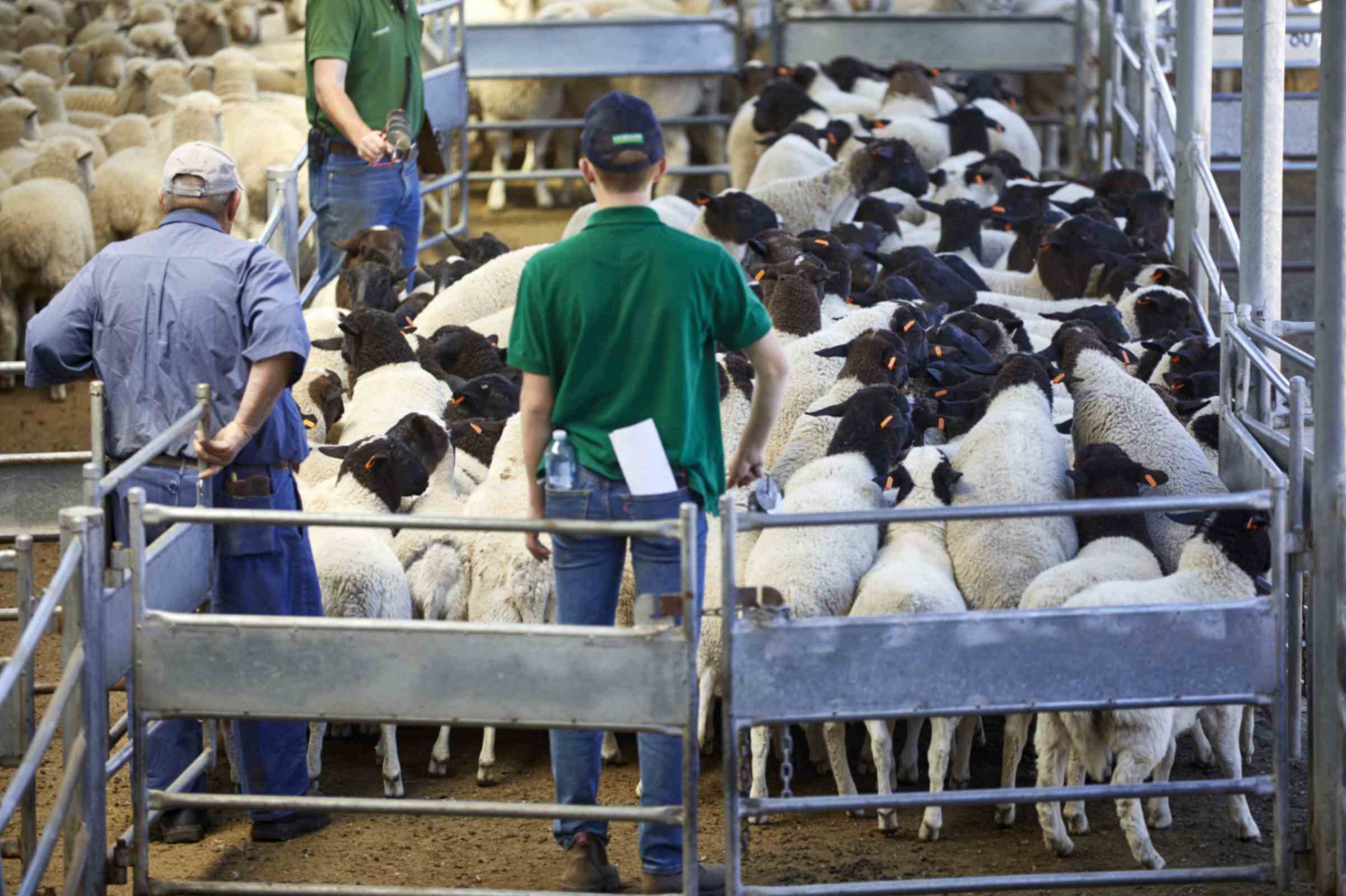 Understanding the Traceability of Australian Red Meat: From Farm to ...